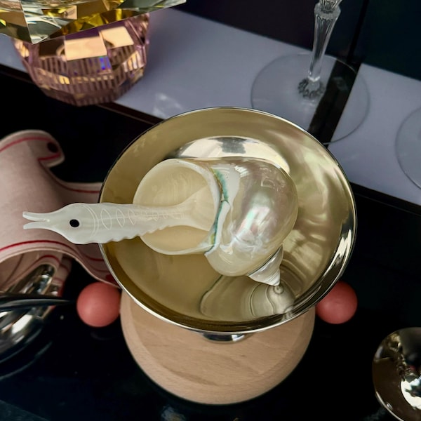 King Crown Conch Seashells Melongena Corona (2 Shells Approx. 2+ Inches ...