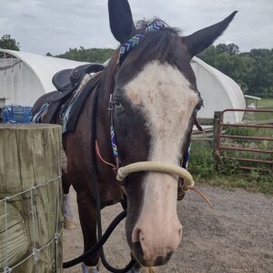Complete Teal Bosal Bitless Bridle Set Rawhide Bisal and Teal - Etsy