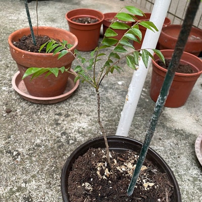 Organic Emperor Lychee Live Plant Litchi Chinensis 1 Live - Etsy UK