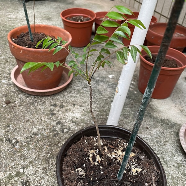 Ceylon Curry Leaf Plant - Gamthi Variety - Rare Variety, Murraya ...