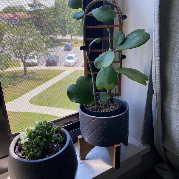 Ladder Arch Indoor Plant Trellis (3 Sizes for 2-6" Pots) | Mini & Small ...