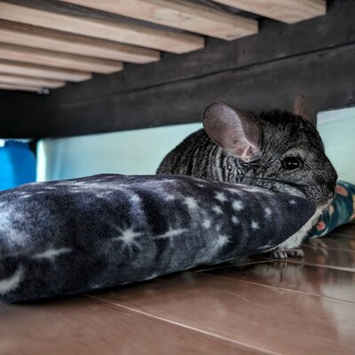 Petal Piñata Chinchilla / Rat / Degu / Rabbit / Guinea Pig / Hamster ...