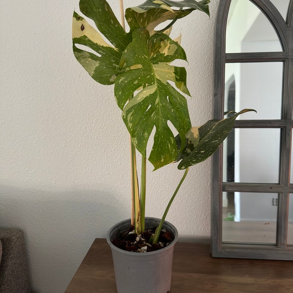 Extra Large Variegated Monstera Thai Constellation: Rooted Rare ...