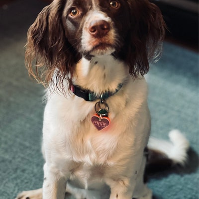 Custom Pet Tag for Dogs and Cats Personalized Weiner Hot Dog - Etsy