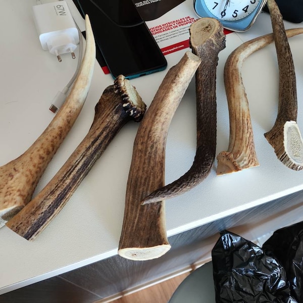 1 Kg / Sizes From 10-50 Cm / 2-20 Pieces / Natural Red Deer Antlers ...