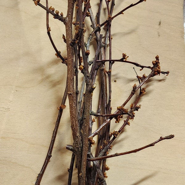 Hazel Stick Bundle, Samhain, Halloween Harvest 2023 - Etsy