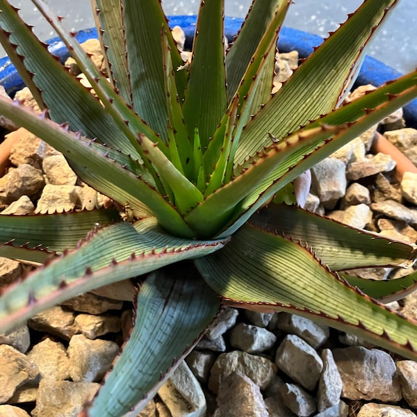 Specimen 5g Aloe Esculenta,rarely Seen Aloe of Angola. Gorgeous ...