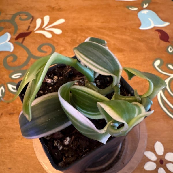 3” Sooo (TM) Silver Scindapsus Plant Pot - NEW CULTIVAR - Lush ...