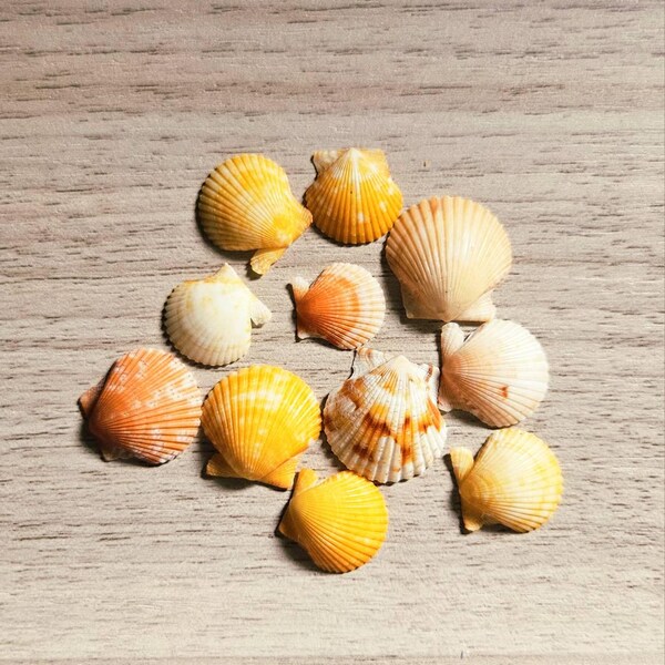 RARE* ALBINO/ ALBINISM Juvenile Florida Fighting Conch, Lightning Whelk ...