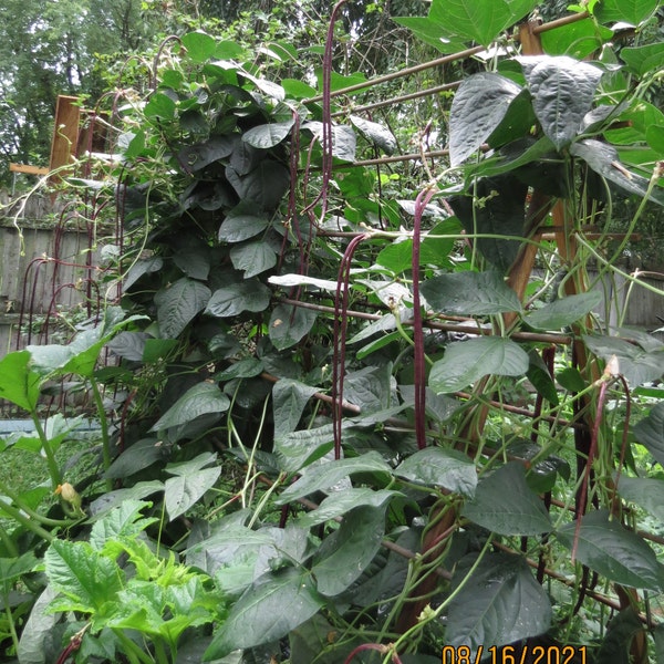 Hardwood Trellis - A Frame, 4ft and 6ft Plant Playground, Fun for ...