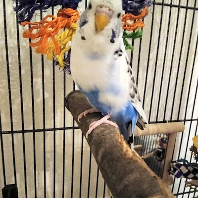 Various Sizes Natural Wood Perch Ledge Platform Shelf Walkway - Etsy