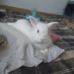 Bunny Snug Bed | Etsy