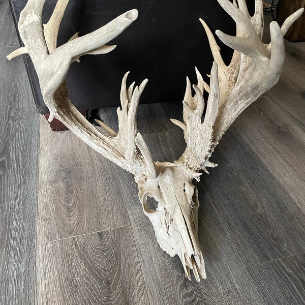 Natural Webbed Antlers (large) - Etsy