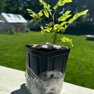 Beautiful Soft Pink Rose, Live Potted Plant With Healthy Own Roots F7 ...