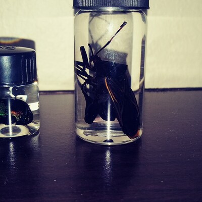 Wet Specimens REAL Mixed Lot of Assorted Specimens in Vials Collection ...