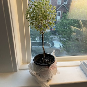 Scented Geranium Topiary Braid or Twist in a 6 Pot | Etsy