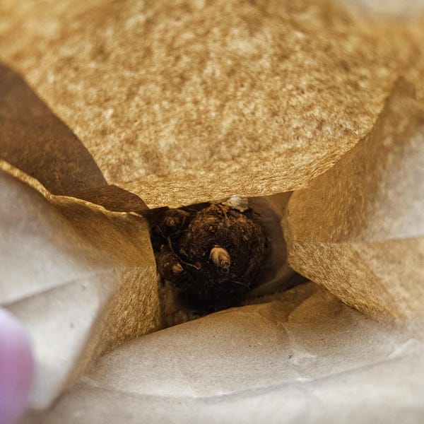 Caladium 'mint Julep' Size #1( 1 Bulb/larger 1-1/2" to 2-1/2") **new ...