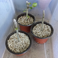 Bonsai Chinese Pepper Tree Zanthoxylum Beecheyanum - Etsy Canada