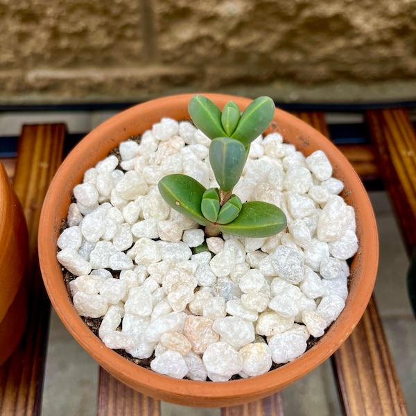 Rare Succulent: Cool Beautiful Succulent Astridia Velutina String ...