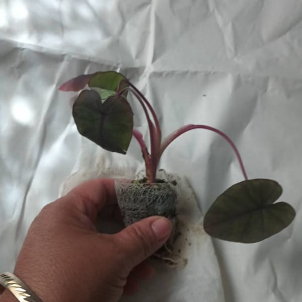 Live Colocasia "redemption", Elephant Ears Super Rare Starter Plant - Etsy