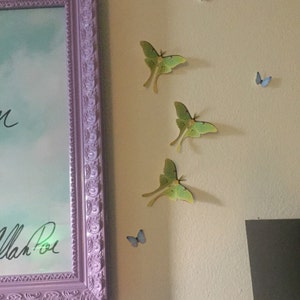 Medium Luna Moth Paper Cutouts, Realistic Paper Moths, 5 Pieces - Etsy