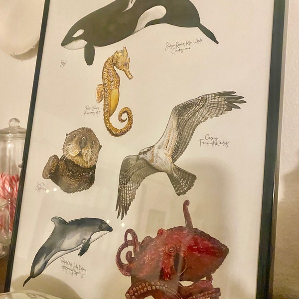 Orca (killer Whale) Species Portrait - Giclée Art Print - Etsy