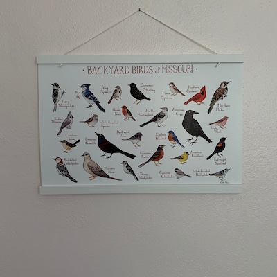 Missouri Backyard Birds Field Guide Art Print / Watercolor Painting ...