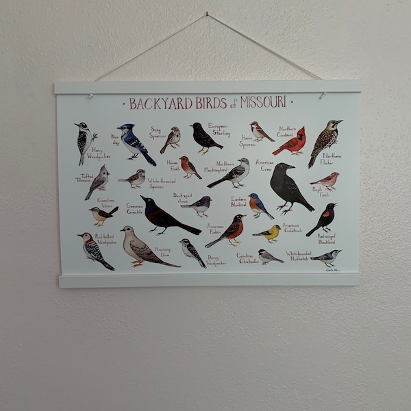 Missouri Backyard Birds Field Guide Art Print / Watercolor Painting ...