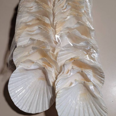 One 1 Large Irish Flat Scallop Shells Seashells 4 Crafts Beach Cottage - Etsy