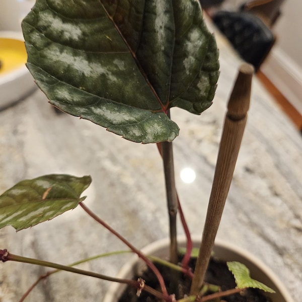 Alocasia Pink Princess Starter Plant ALL STARTER PLANTS Require You to ...