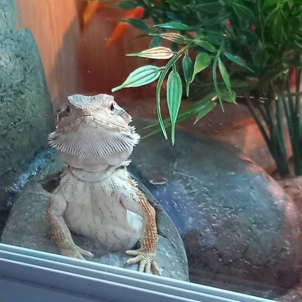 Natural Wooden Reptile Tunnel Hide. Vivarium & Terrarium Decorations ...
