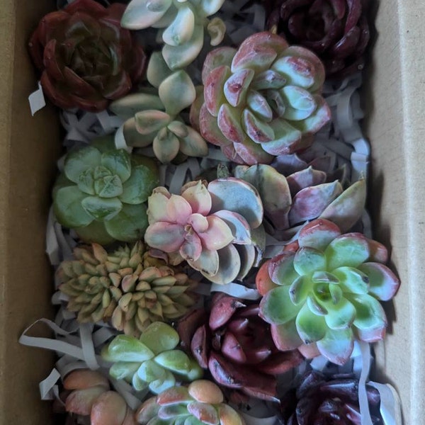 Random Mix DIY Rare Succulent Plants Live Pink Red Orange Green, 0.5-2 ...