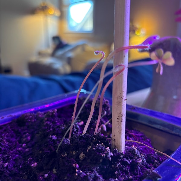 Sempre - Chocolate Anthurium - Rare Find - Actual Plant - Etsy