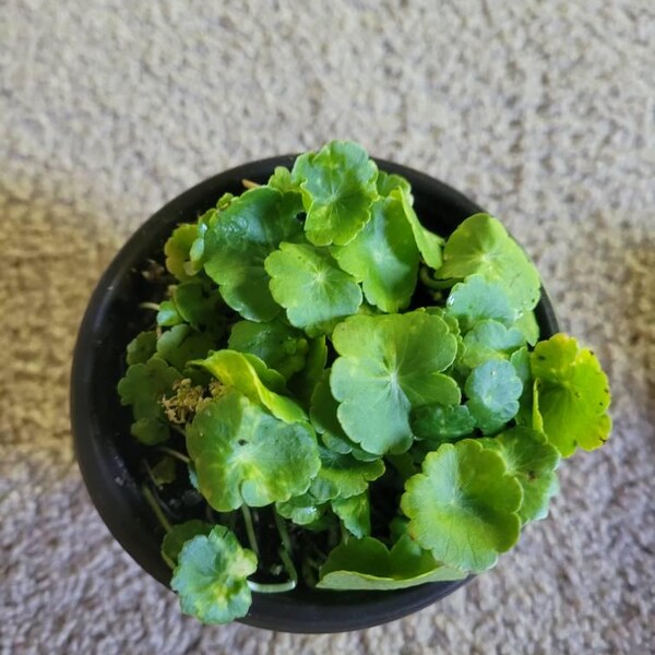 Live Texas Privet/ Ligustrum Japonicum Texanum Come With a One-gallon ...