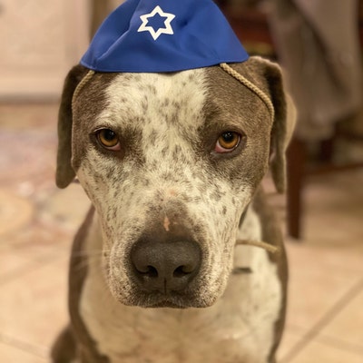 Yarmulke Kippah for Pets: Dogs and Cats - Etsy