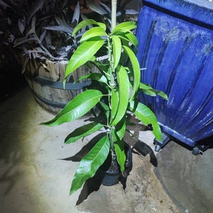 Himsagar Indian Mango One of the Very Best Mango in the World - Etsy