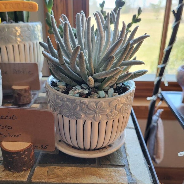 Senecio Scaposus Silver Coral - 4" - Etsy