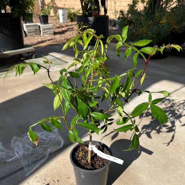 Chinese Chestnut Tree, Potted, 中华板栗树苗甘栗 - Etsy