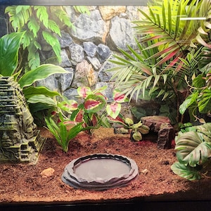 Aquarium / Terrarium Background / Rocky With Plants - Etsy