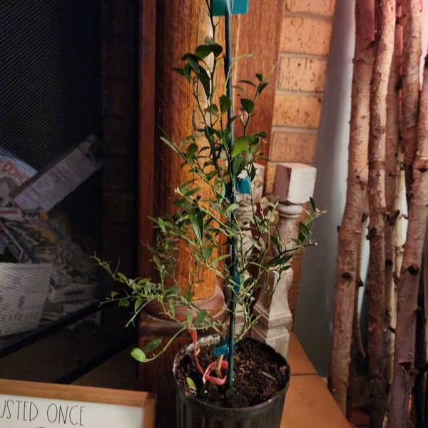 Finger Lime Tree , 1/2 Gallon Pot - Microcitrus Australasica in Half ...