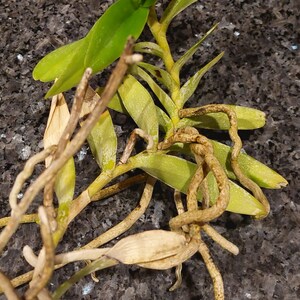 Bc. Yellow Bird B. Nodosa X Bc. Richard Mueller EASY GROWER BLOOMING ...