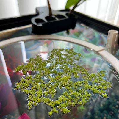 Fully RED Plants With Pogostemon Helferi Downoi Bundle - Etsy