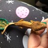 Stroodies Spoons for Crested Geckos (includes Suction Cups) - Etsy