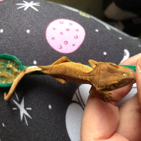 Stroodies Spoons for Crested Geckos (includes Suction Cups) - Etsy