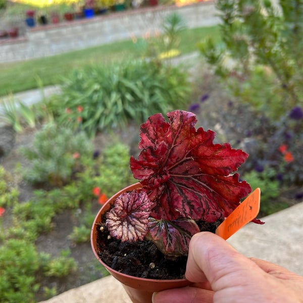 Rex Begonia 'ruby Slippers' - BFF Exclusive - Etsy