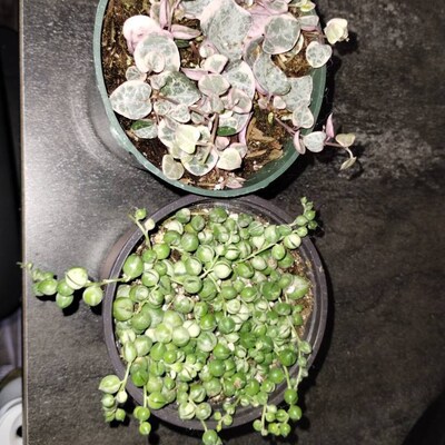 String of Little Pickles Othonna Capensis ruby Necklace in - Etsy