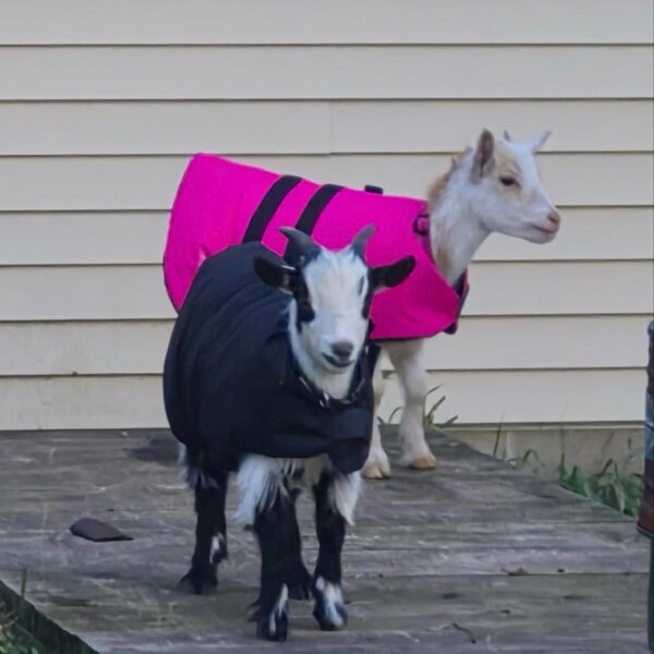 Insulated Goat Coat 24" Topline - Perfect for Pygmies - Etsy