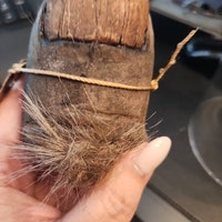 Rat Christ Ooak Cursed Crucifix Sculpture - Etsy Canada