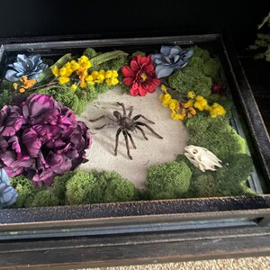 Curiosities Mystery Box, Curio Cabinet Starter Collection, Oddities and ...