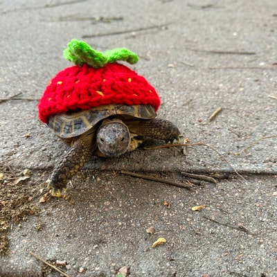 Crochet Strawberry Costume for Turtles/ Tortoises - Etsy